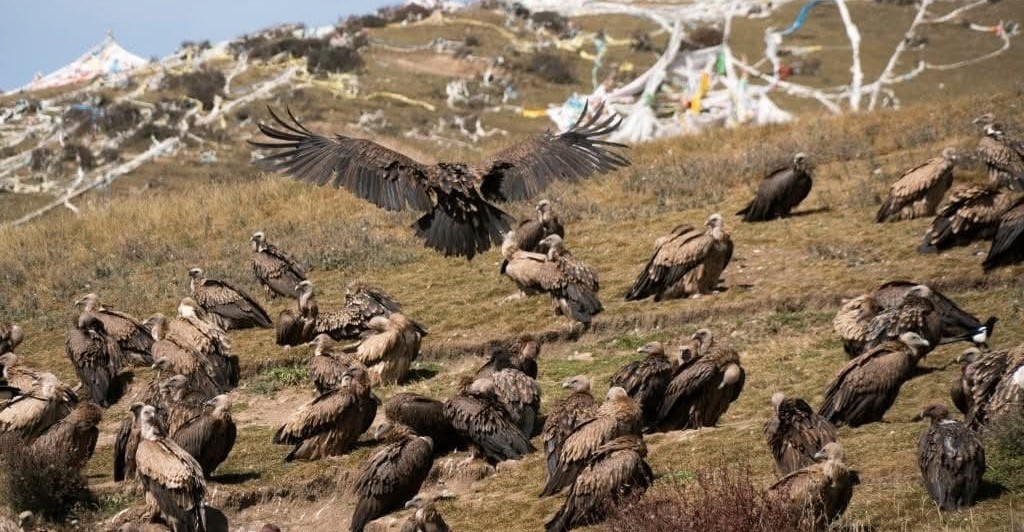Sky Burial Ritual in Nepal - Mustang & Dolpo Region